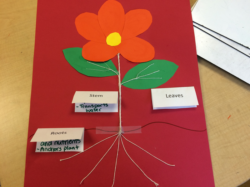 Fifth Grade Lesson Parts Of A Plant BetterLesson Fifth Grade Lesson Parts Of A Plant BetterLesson