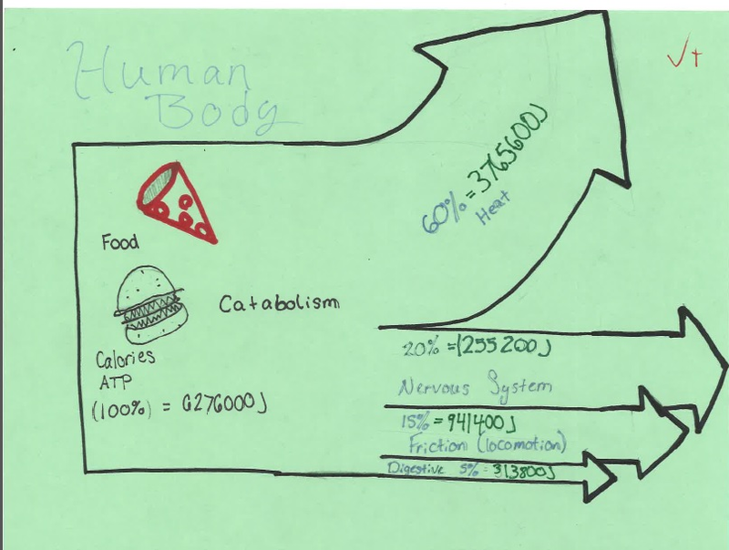 Lesson The Sankey Diagram - Energy Transformation Visuals