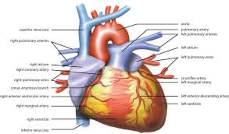 Eighth Grade Lesson Heart Dissection BetterLesson Eighth Grade Lesson Heart Dissection BetterLesson
