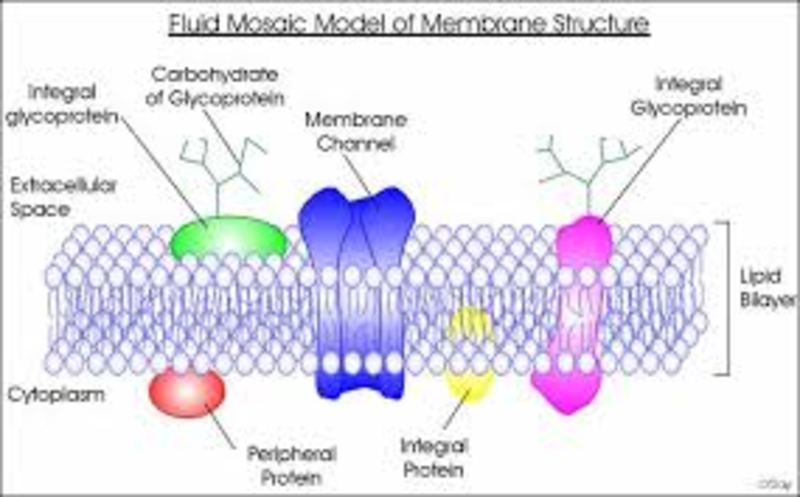 Ninth Grade Lesson Modeling The Cell Membrane BetterLesson ninth-grade-lesson-modeling-the-cell-membrane-betterlesson
