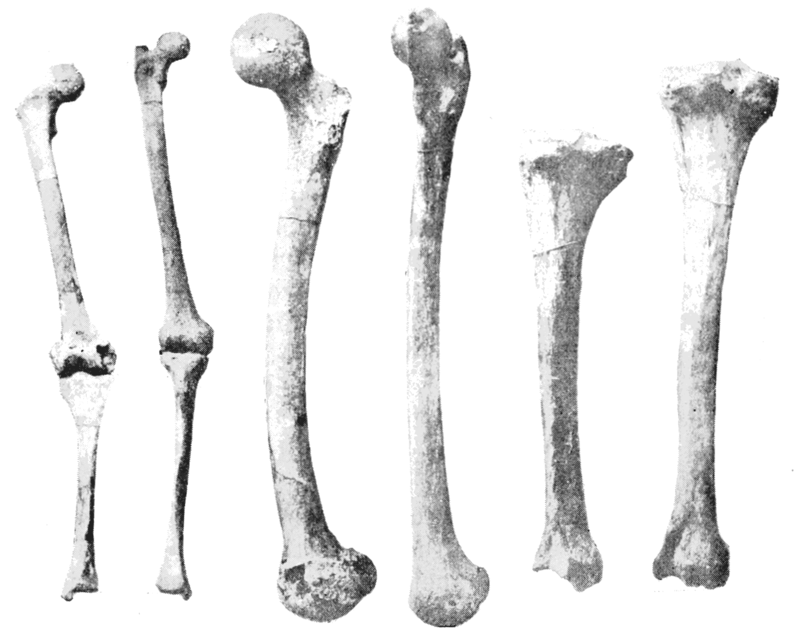 Lesson Written in Bone: Forensic Anthropology (5 Day Mini-research Project)