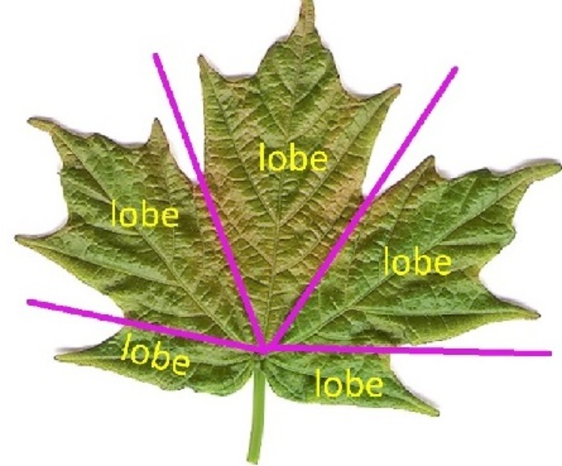 Third grade Lesson Math with Maples | BetterLesson