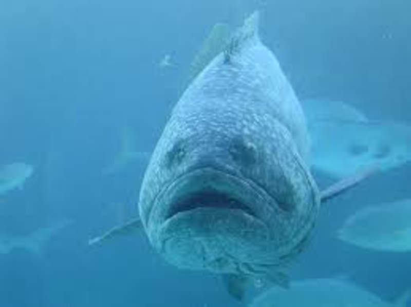 Kindergarten Lesson Pout Pout Fish | BetterLesson