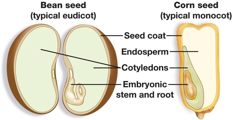 third-grade-lesson-what-is-this-for-parts-of-a-seed