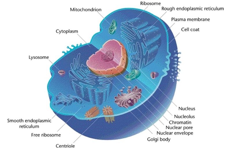 Seventh grade Lesson Organelle Trail - Review | BetterLesson