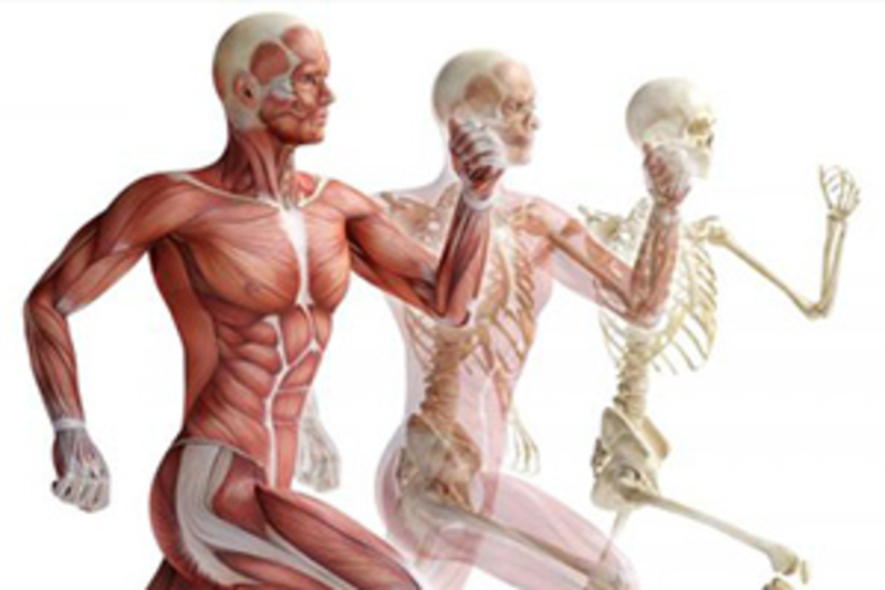Seventh Grade Lesson Musculoskeletal System BetterLesson Seventh Grade Lesson Musculoskeletal System BetterLesson