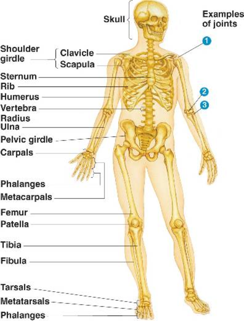 Fourth Grade Lesson The Skeletal System BetterLesson