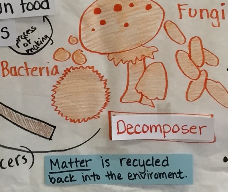 Fifth Grade Lesson Exploring The Movement Of Matter In Ecosystems Day 1 