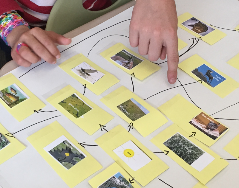 Yellowstone Food Web