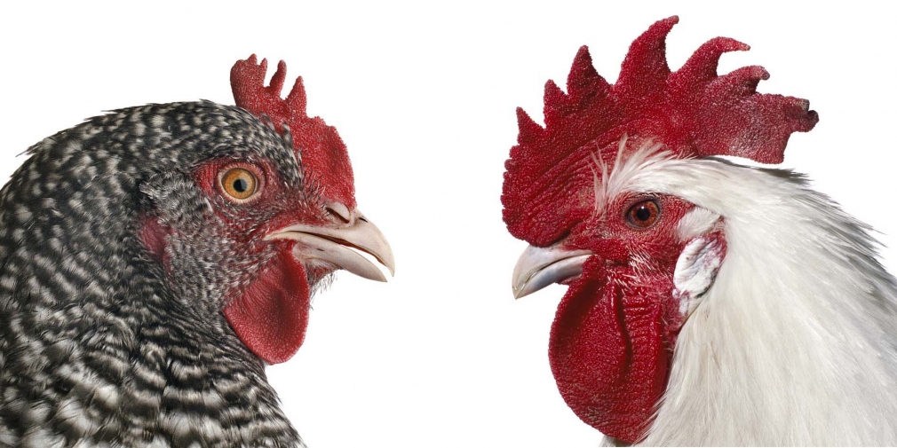 Koen Vanmechelen - Alchetron, The Free Social Encyclopedia