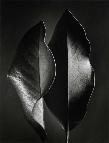 Ruth Bernhard - Portfolio - Artists - Laurence Miller Gallery