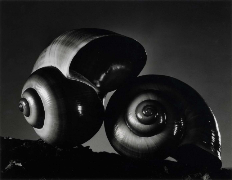 Ruth Bernhard - Portfolio - Artists - Laurence Miller Gallery