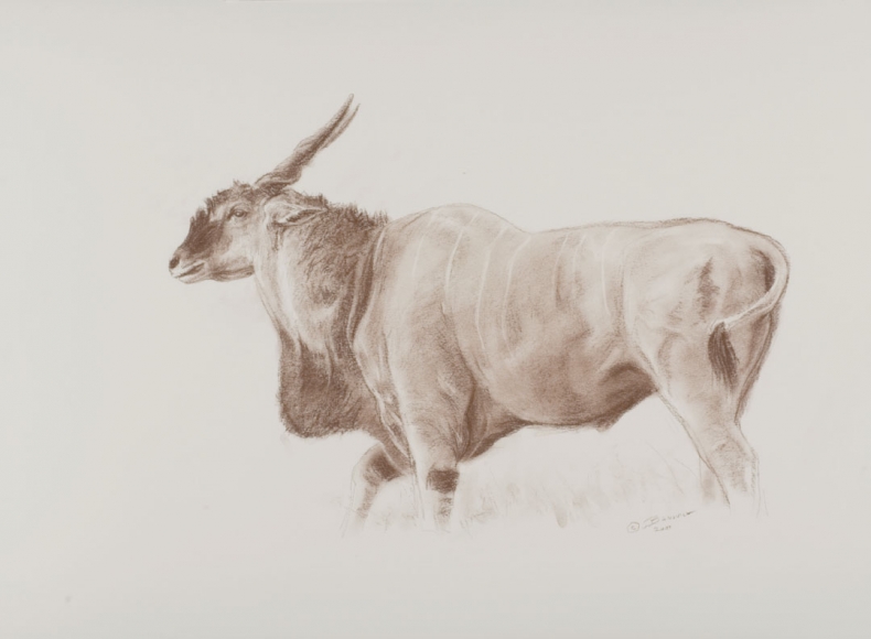 Giant Eland Sketch, 2007 - Works - Wildlife Art of John Banovich