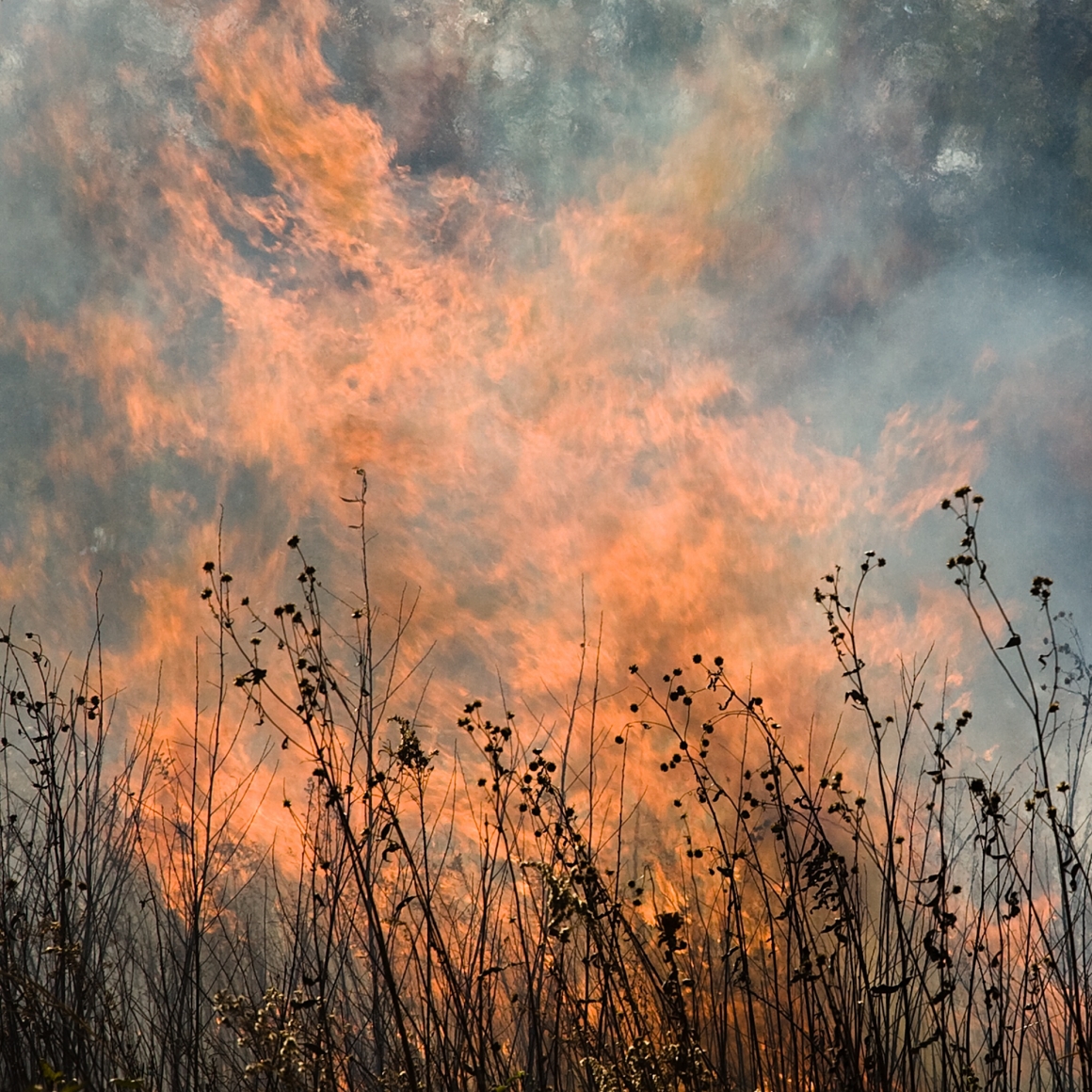 JANE FULTON ALT - Artists - Sous Les Etoiles Gallery | Photography