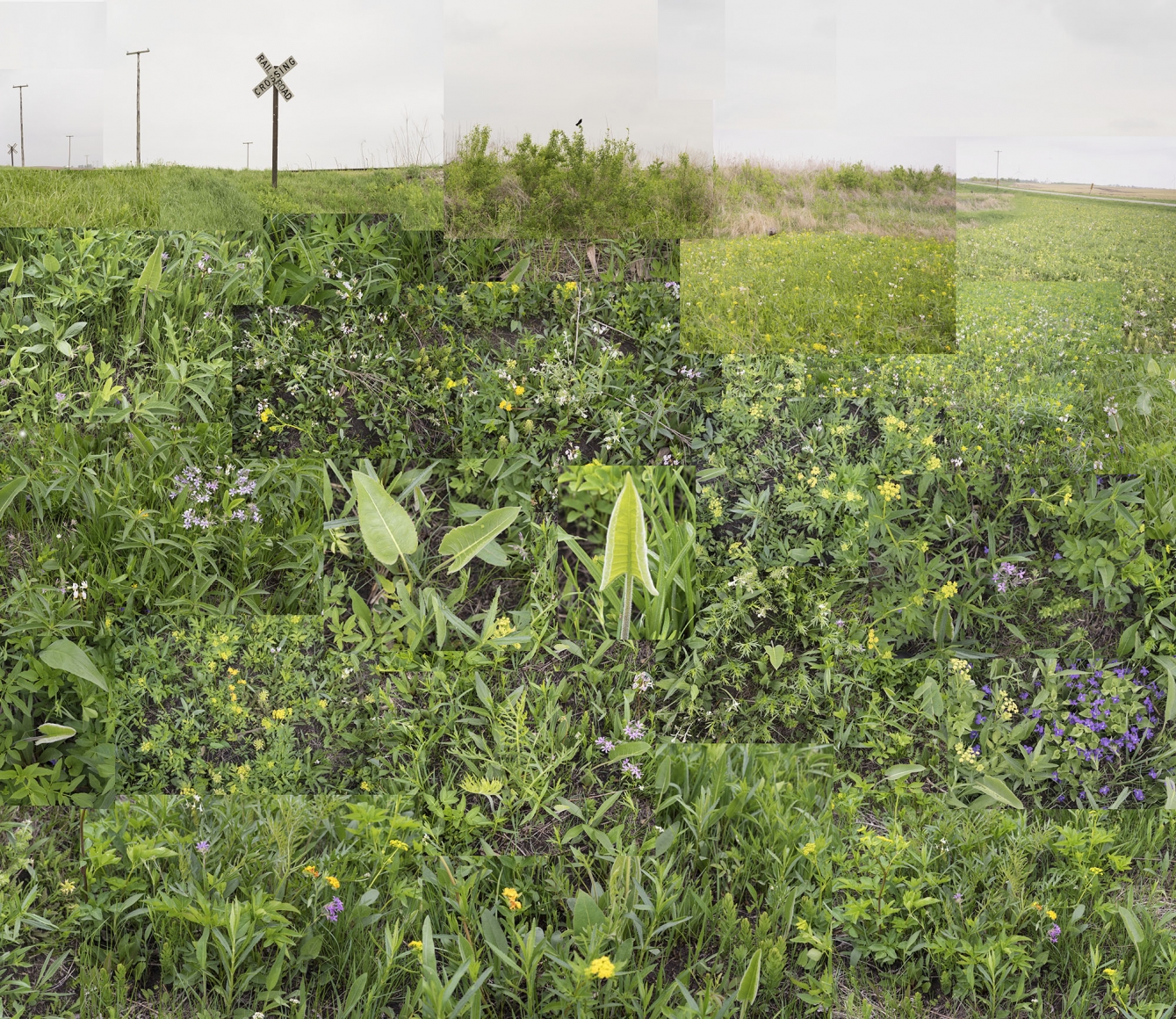 TERRY EVANS, Ancient Prairies | XIBT Contemporary Art Magazine