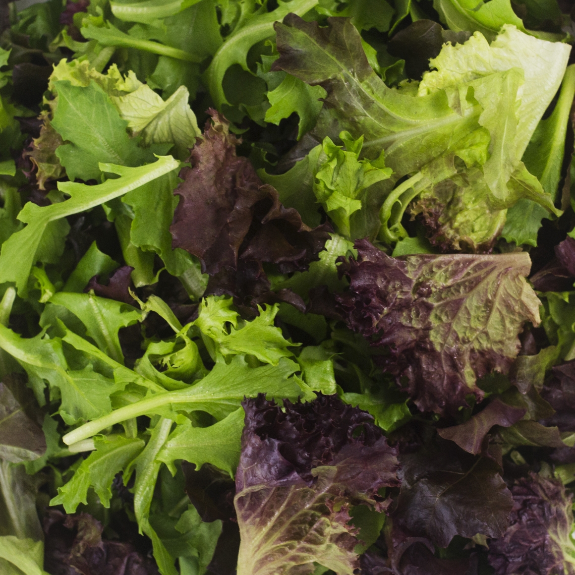 Mesclun Spring Mix