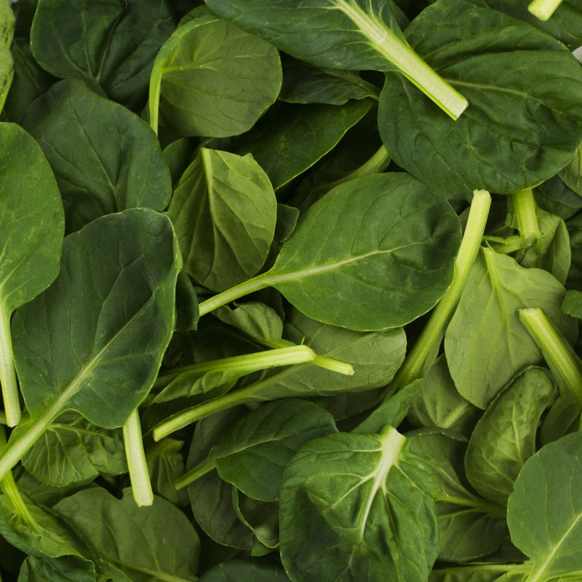 Asian Greens - Mizuna, at Soi, Frilly Red Mustard, Erd Mizuna