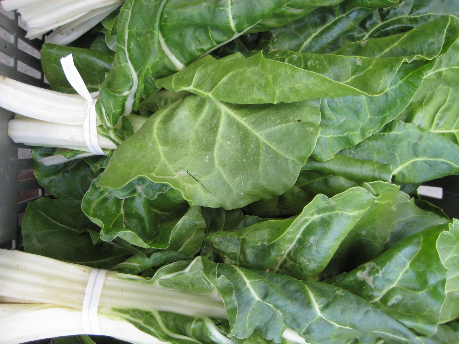 Swiss Chard