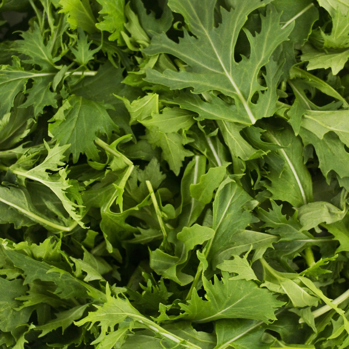 Asian Greens - Mizuna, at Soi, Frilly Red Mustard, Erd Mizuna