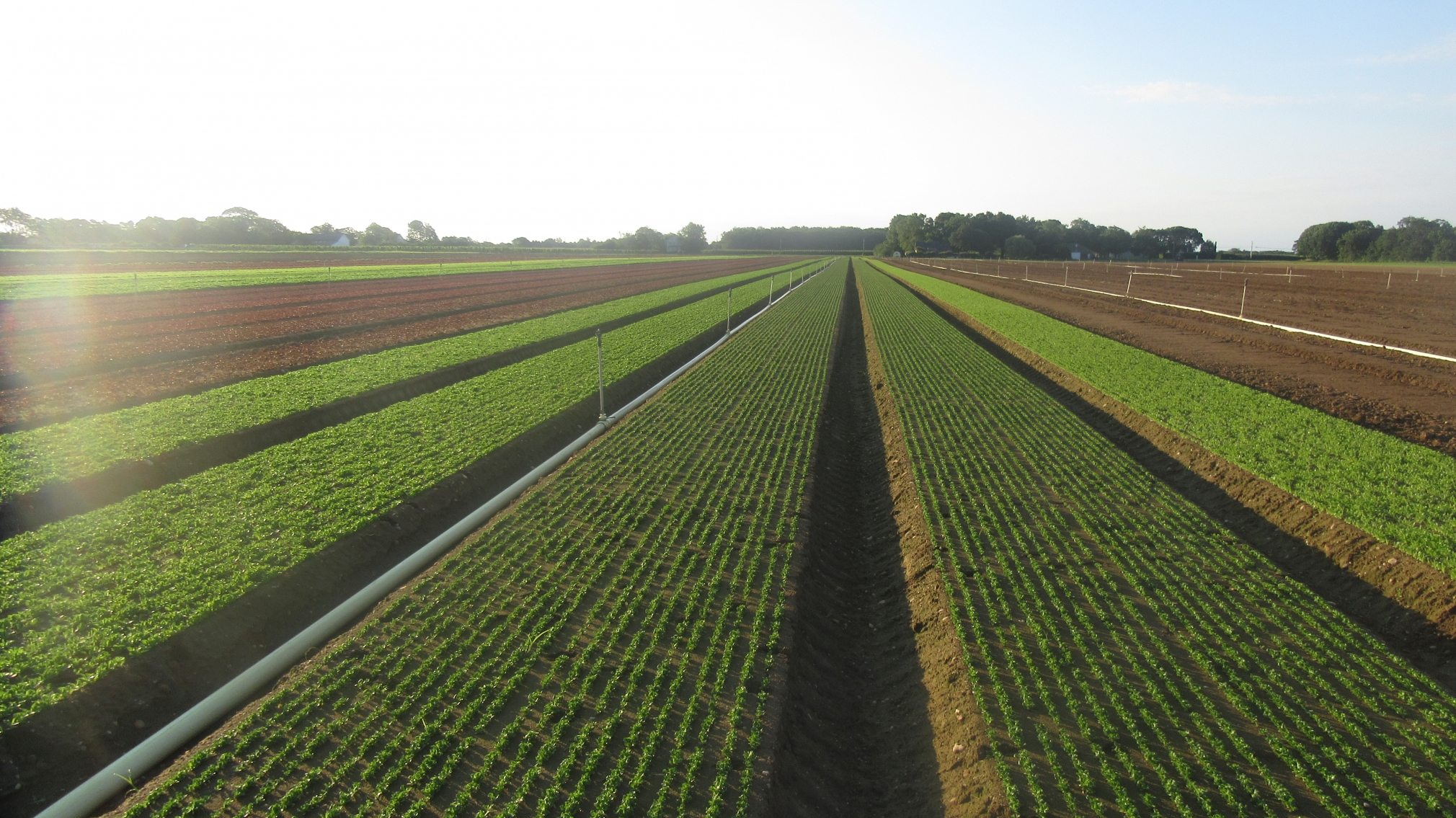 Healthy Soil & Farmland Sustainability