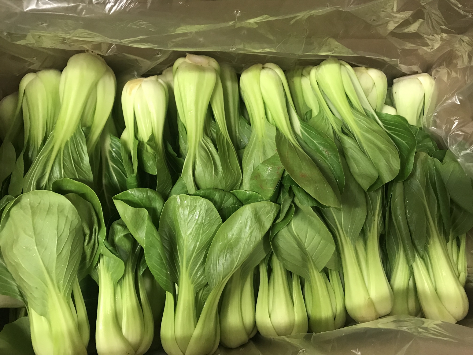 Baby Bok Choi