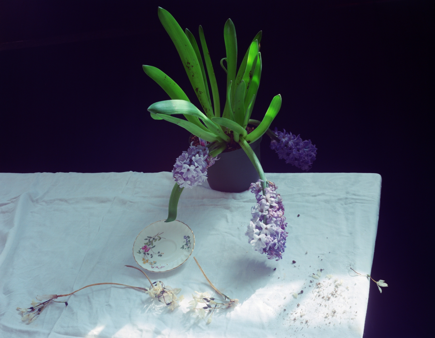 Laura Letinsky - Artists - Tracey Morgan Gallery - Contemporary fine ...