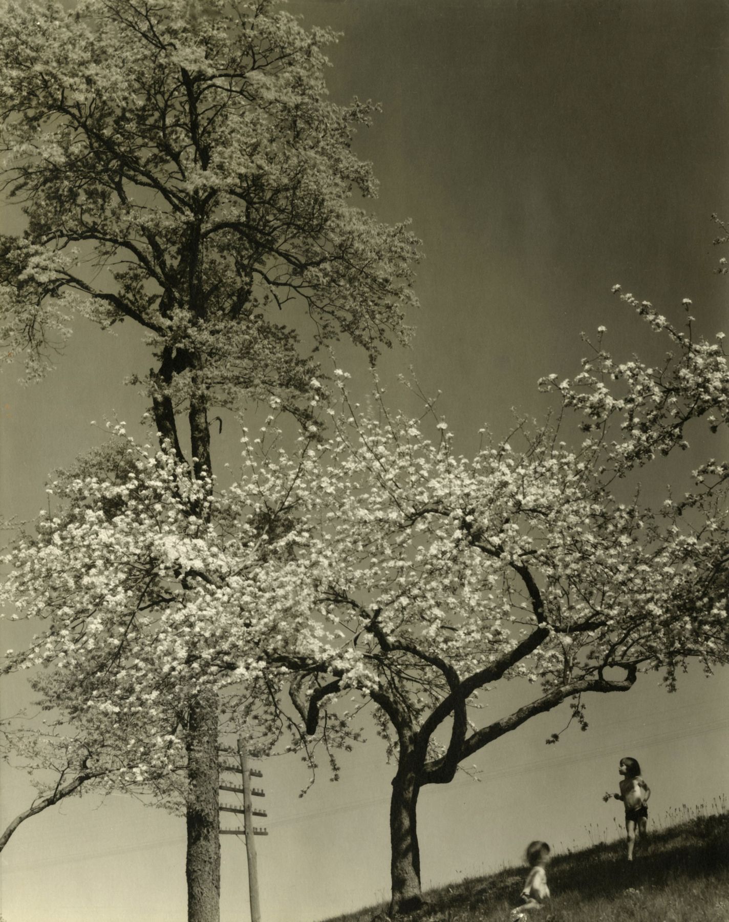 Edward Steichen - Artists - Howard Greenberg Gallery