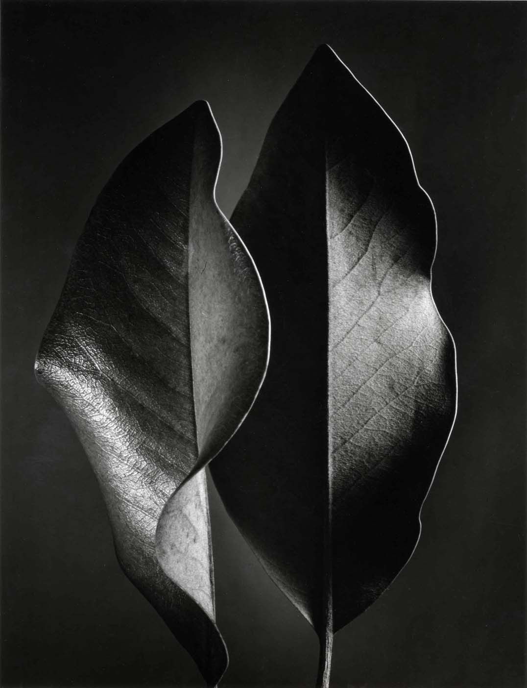 Ruth Bernhard - Portfolio - Artists - Laurence Miller Gallery