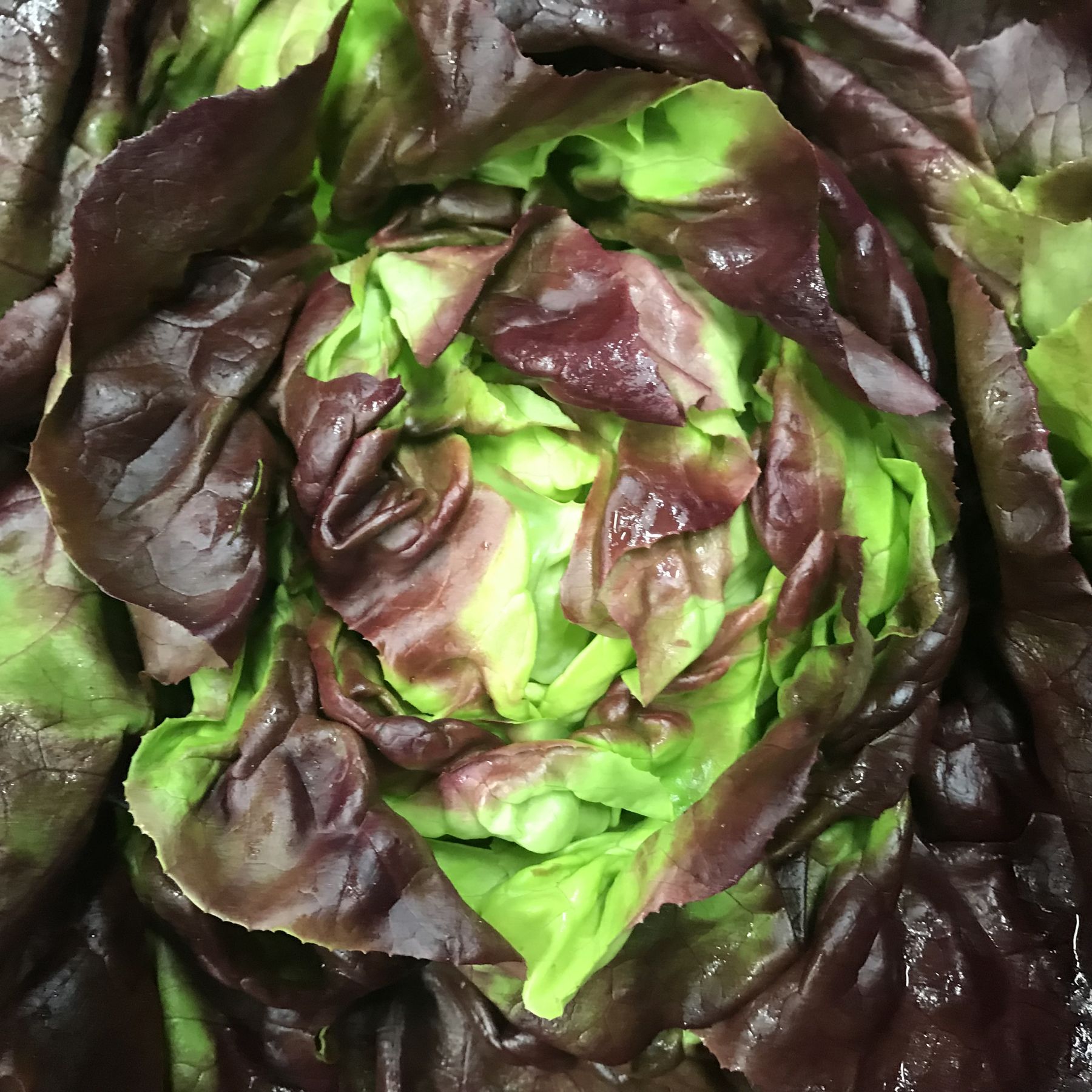 Butter Lettuce (Boston)