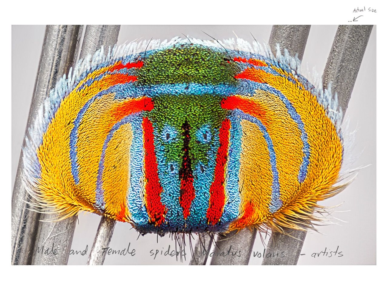 Maria Fernanda Cardoso - Artists - Sicardi | Ayers | Bacino | Art Gallery