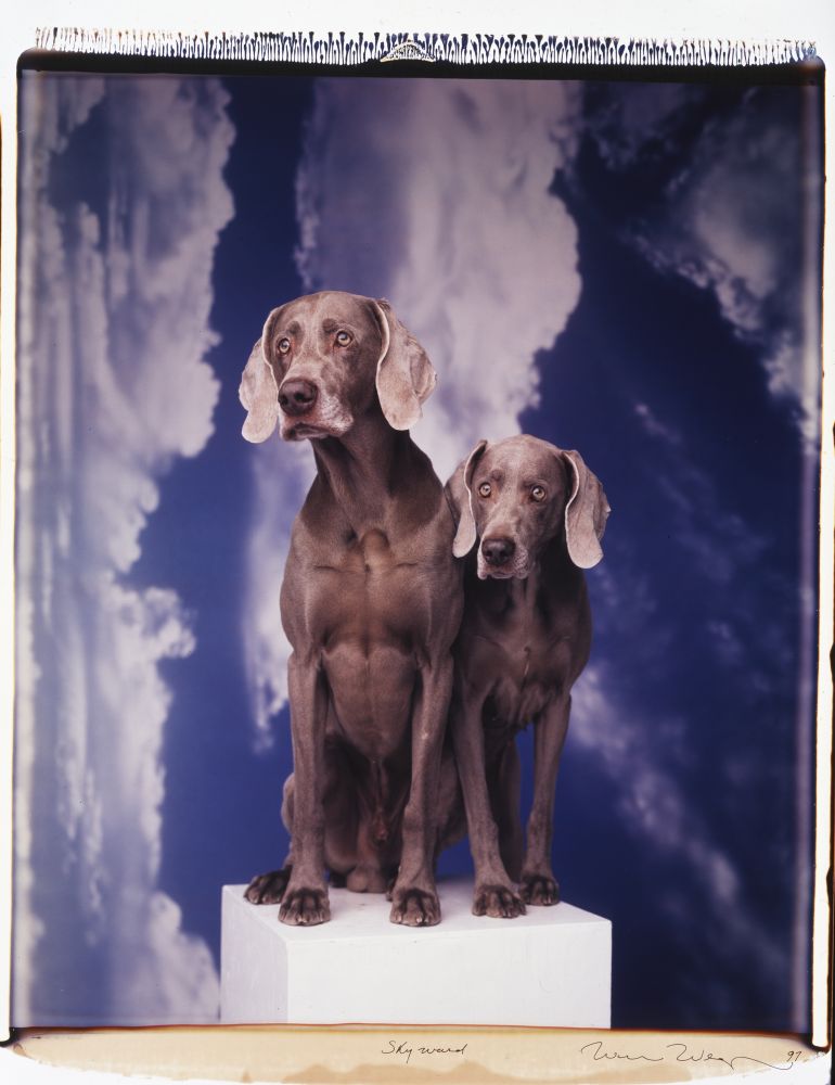 William Wegman - Artists - Sperone Westwater