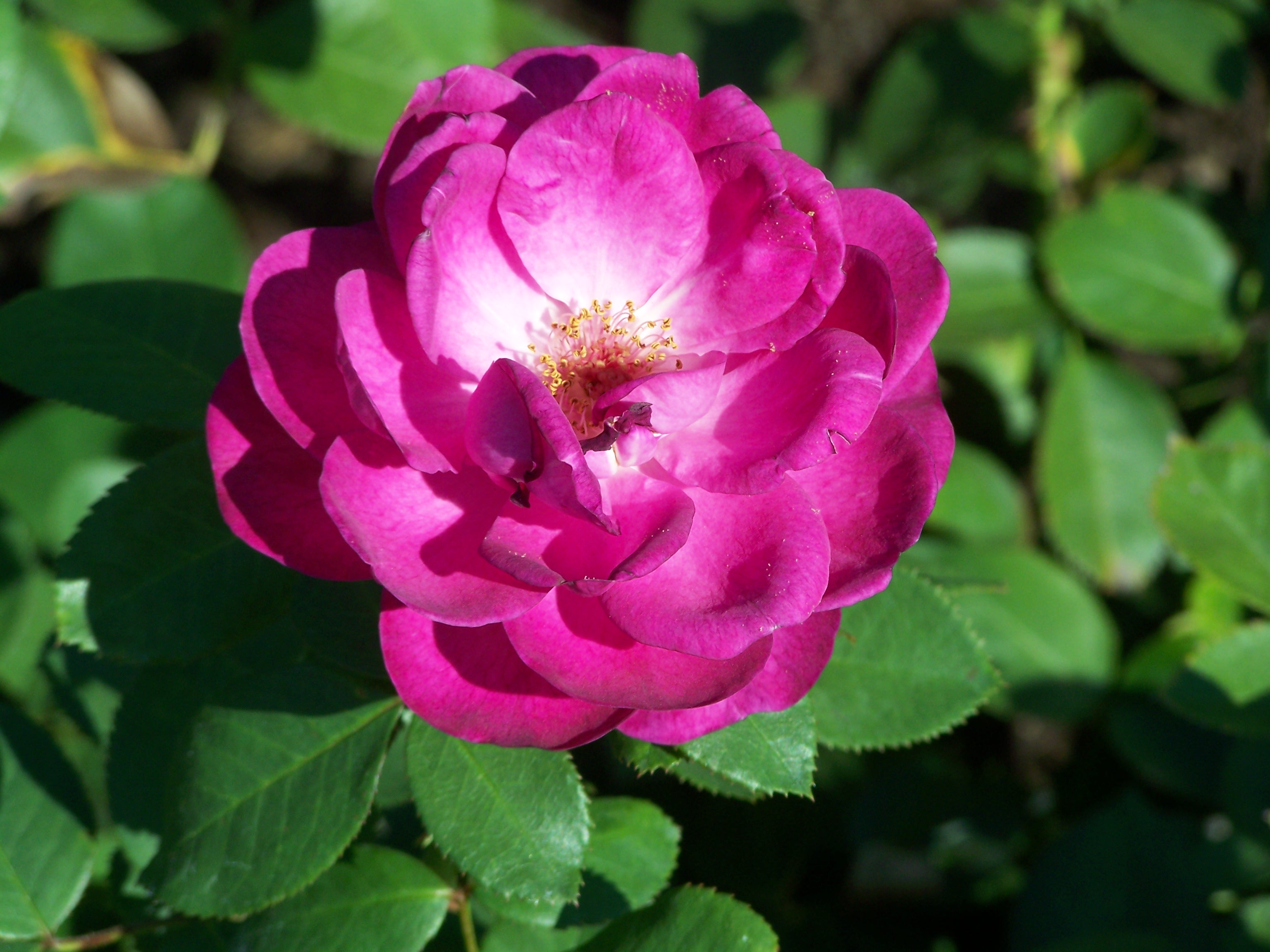 roses (180) | Roses