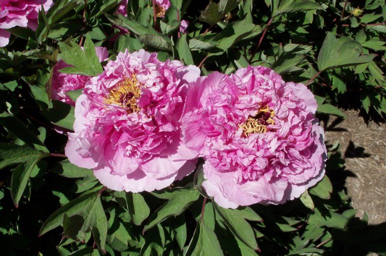 peonies (42) | Beautiful flowers