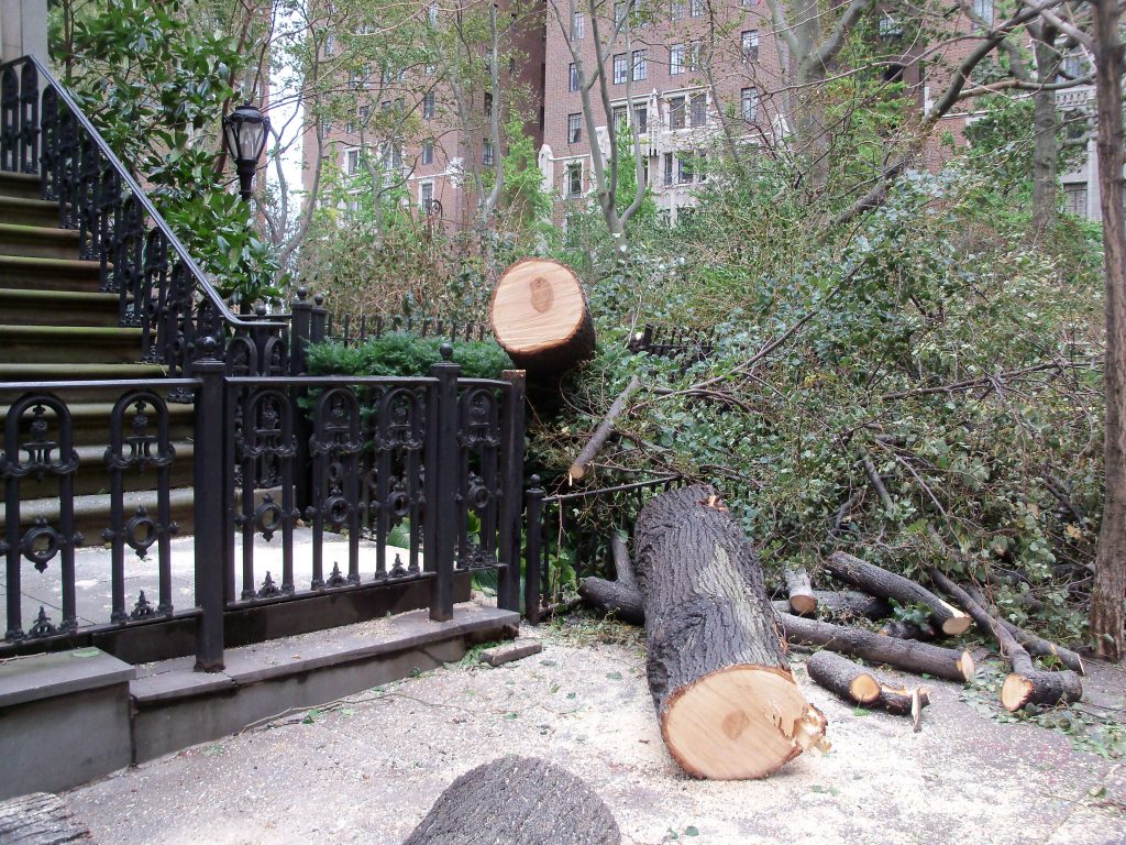 storm 100 | More pics of New York City