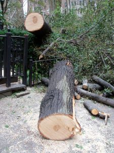 storm 101 | More pics of New York City