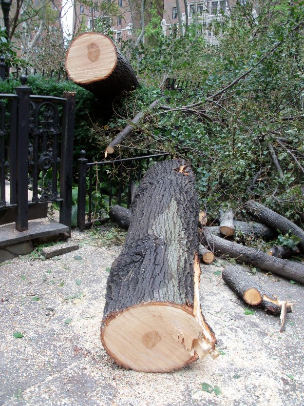 storm 101 | More pics of New York City