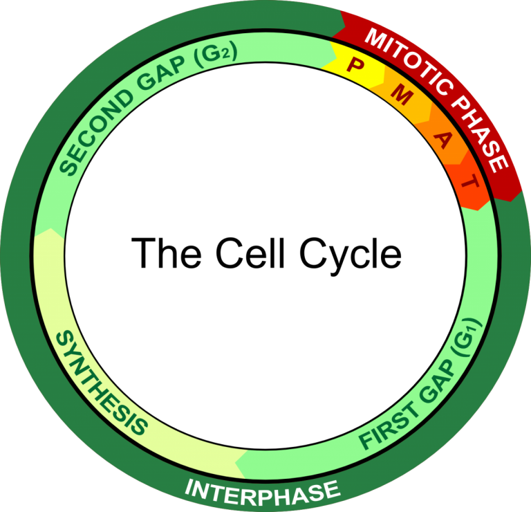 Cell Division | A General Biology and Molecular & Cell Biology Resource