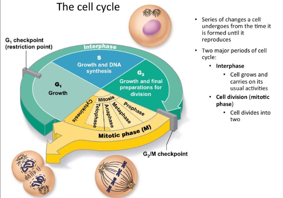 SCB 115 Lab 6 Mitosis and Meiosis - Natural Sciences Open Educational ...