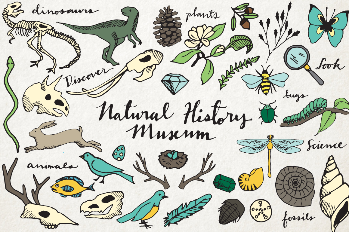 Natural History Illustration Pack ~ Illustrations on Creative Market