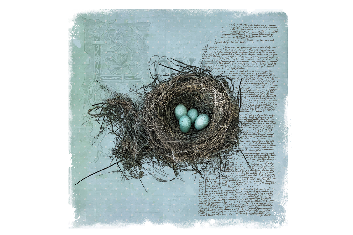 Robin's Nest Vector Illustration ~ Illustrations on Creative Market