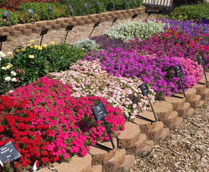 2017 Mast Young Plants Field Trials Results - Greenhouse Grower