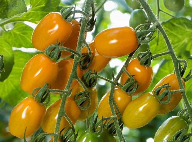 10 Greenhouse Tomato Varieties to Consider - Greenhouse Grower