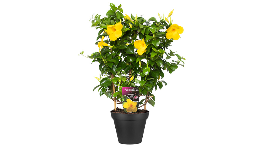 Florensis and Ball Horticulture Company Acquire French Diphladenia and ...