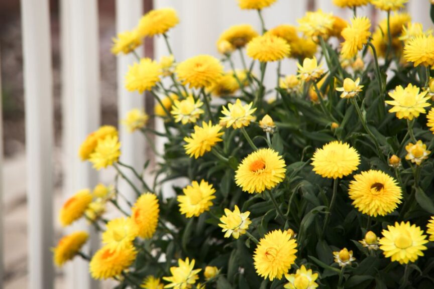 Stand-Out Performers From Mast Young Plants 2022 Plant Trials ...