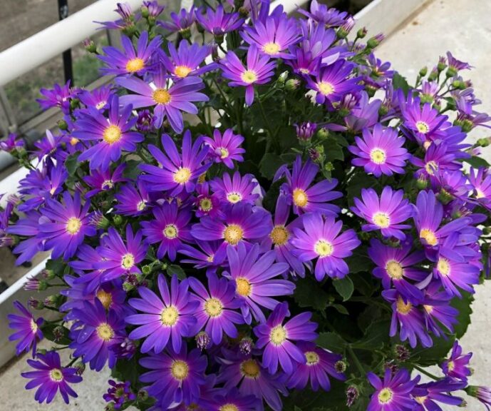 California Spring Trials 2023 Preview: Blue and Purple Plants Bringing ...