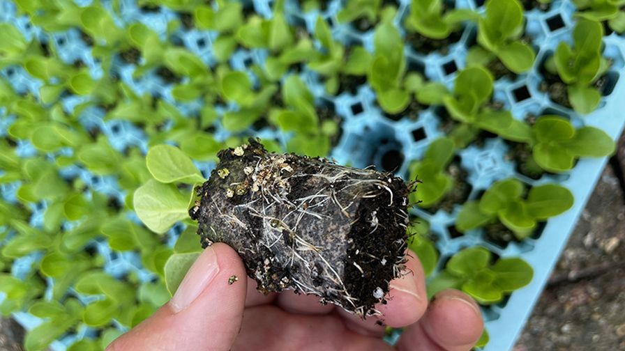 Ellepot, Blackmore Company Partner to Develop Organic Growing Papers ...