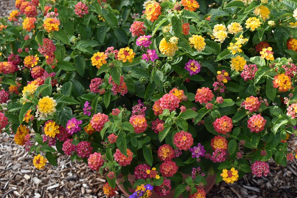 Why the Future of Floriculture Field Trials Looks Bright - Greenhouse ...