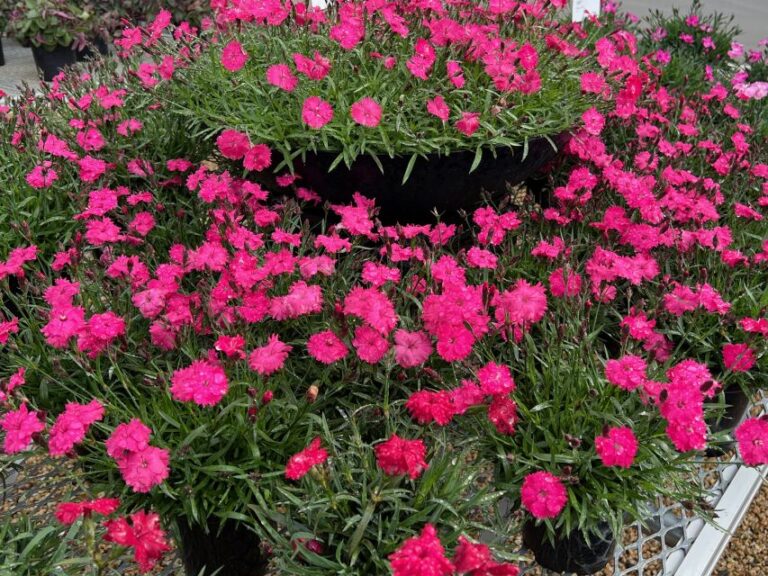 Begonias, Dahlias, and Other Plants That Popped from Syngenta and ...