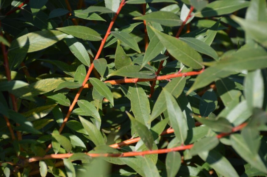 11 Eye-Catching Plants on Display at MANTS 2025