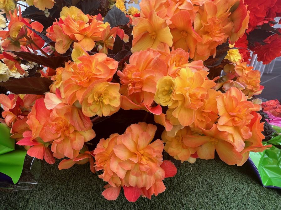 Don’t Forget to Vote for Your Favorite New Hydrangea, Rose, or Berry ...